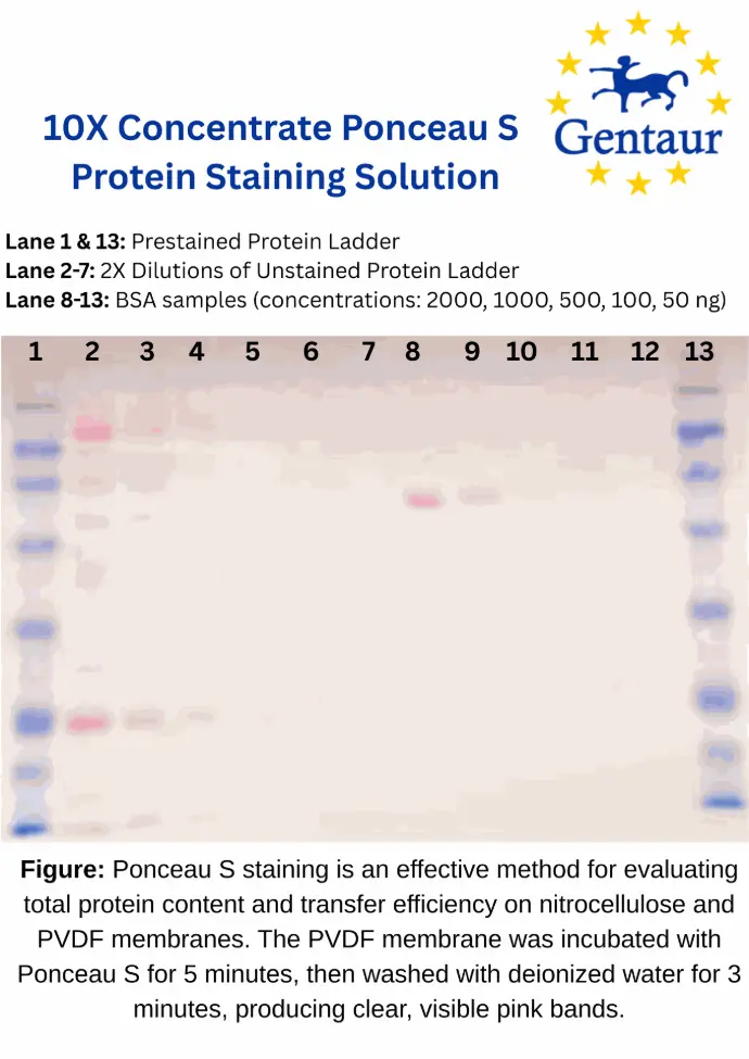 10 X Ponceau S Protein Staining Solution | i-FAB